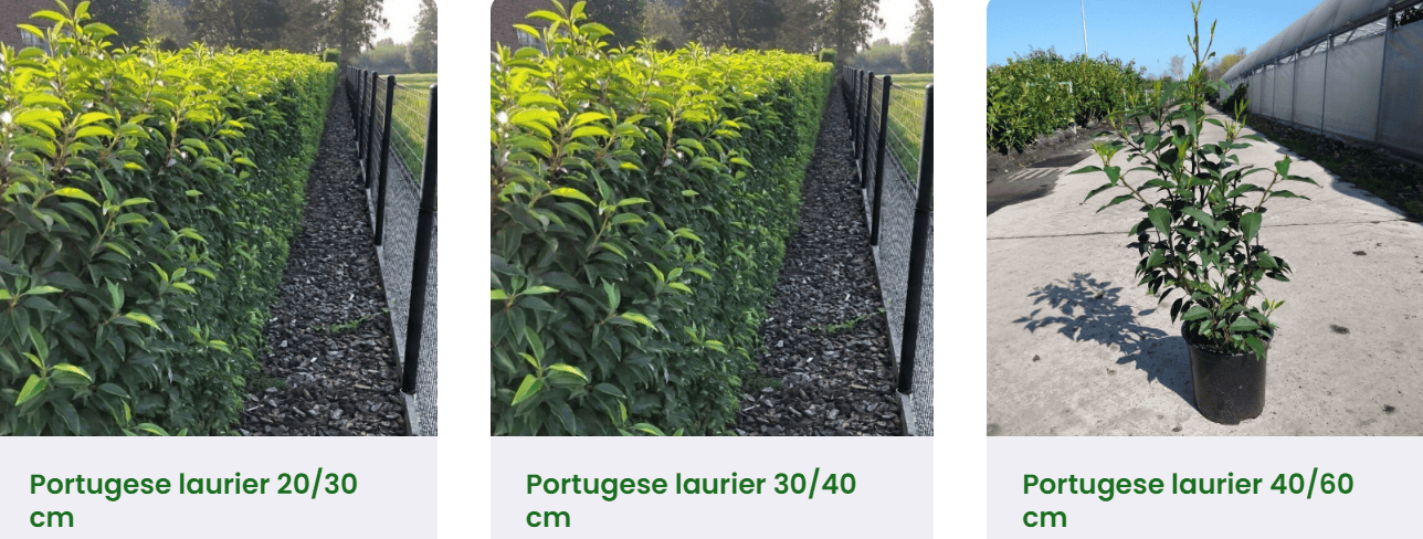 Portugese laurier in de tuin: meer groen en een zichtdichte laurierhaag ...